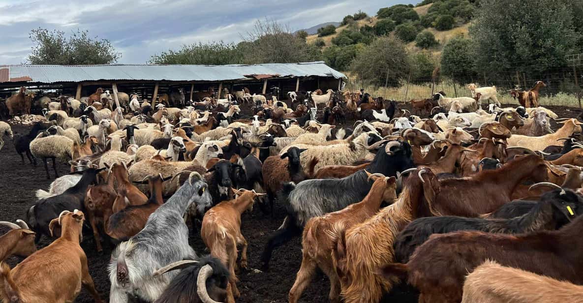 Visit a goat - sheep farm and a Greek village | GetYourGuide