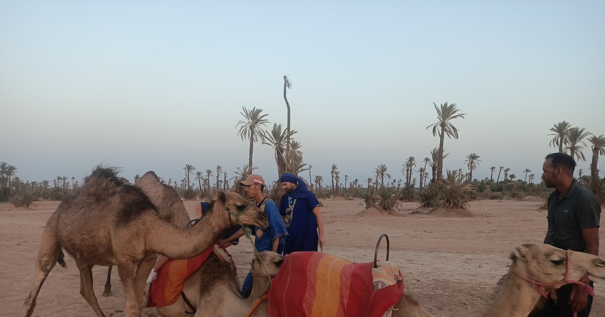Marrakech camel ride in the palm grove | GetYourGuide