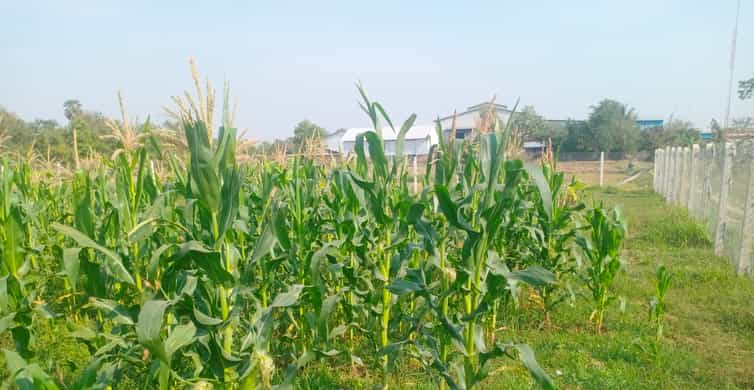 Southern Explorations ,Bambootrain,Banan temple,Bat Cave, | GetYourGuide