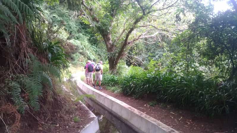 Levada Boa Morte - Quinta Grande Half day - Easy Walk | GetYourGuide