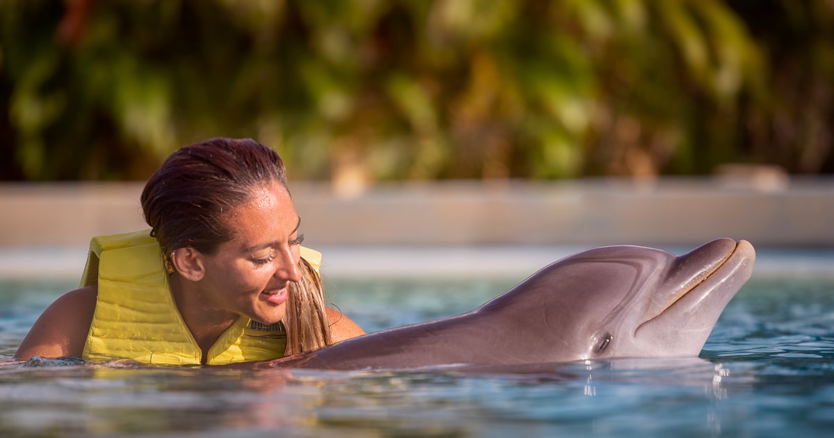 Dolphin Connection Riviera Maya: Dolphin Connection | GetYourGuide