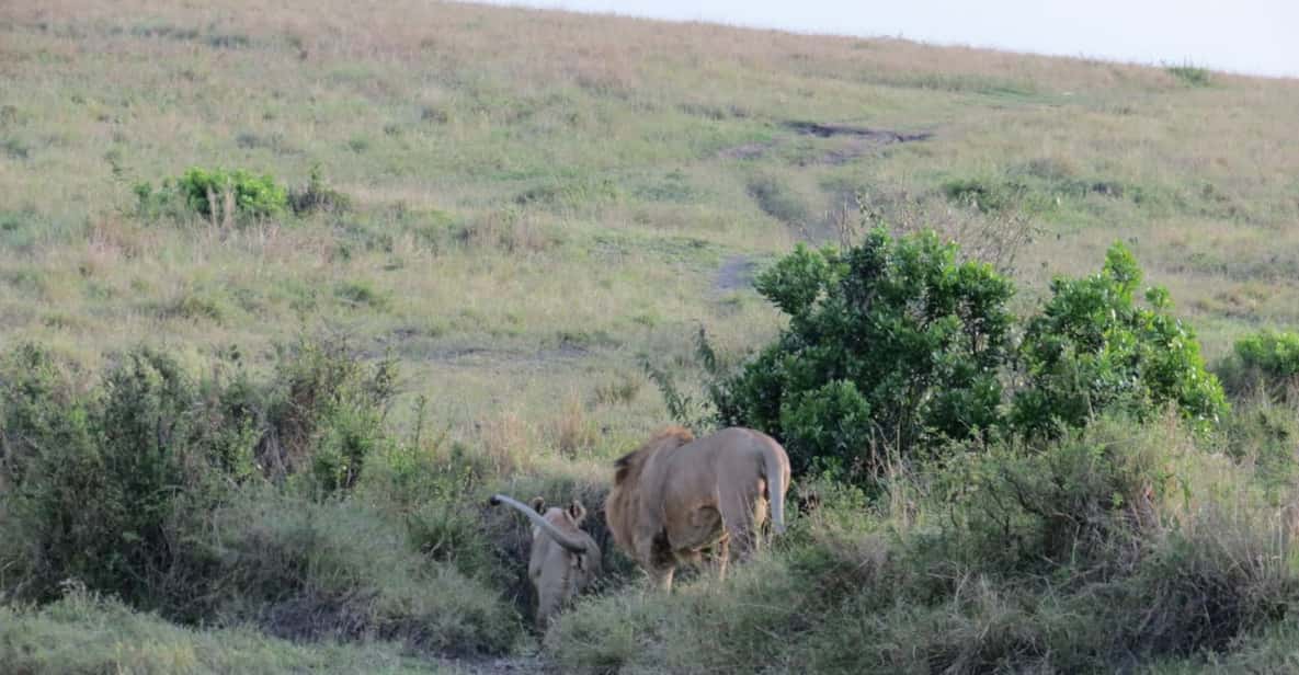 From Nairobi 3 Day Masai Mara Wildebeest Safari Trip Getyourguide