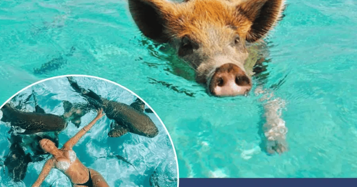 From Exuma: Private Swimming Pigs Tours - Exuma, Bahamas | GetYourGuide