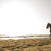 Miami: Beach Horse Ride & Nature Trail | GetYourGuide