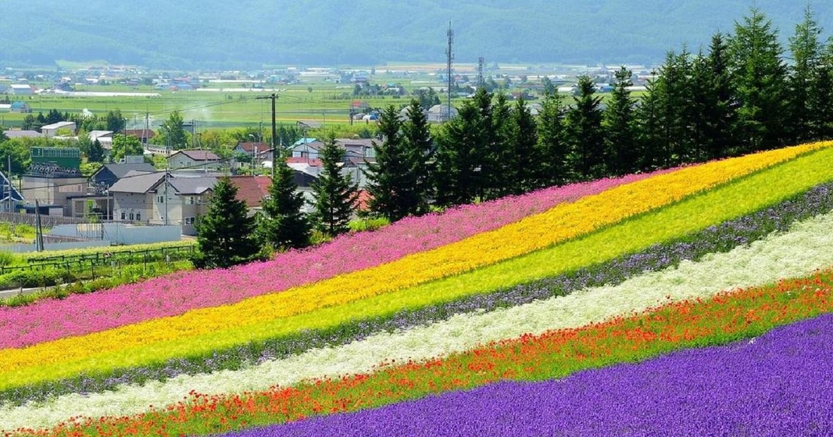 Hokkaido: Biei Blue Pond and Furano Flower Farm Day Trip | GetYourGuide