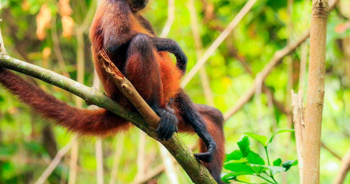 Drake Bay: Corcovado-Nationalpark und Sirena Station Tour | GetYourGuide