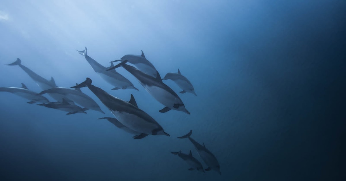 Mauritius: Dolphins watch half-day | GetYourGuide