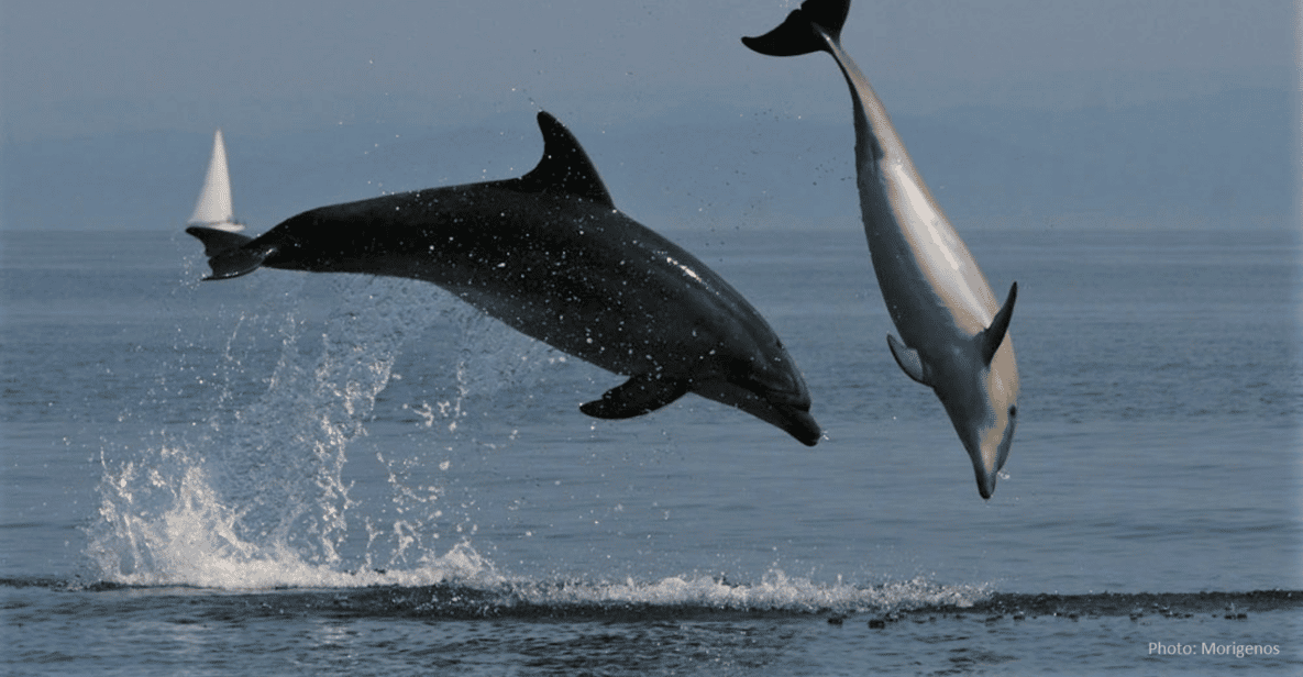 Meet the Dolphins & Dive into Cala Moresca – RIB Excursion | GetYourGuide