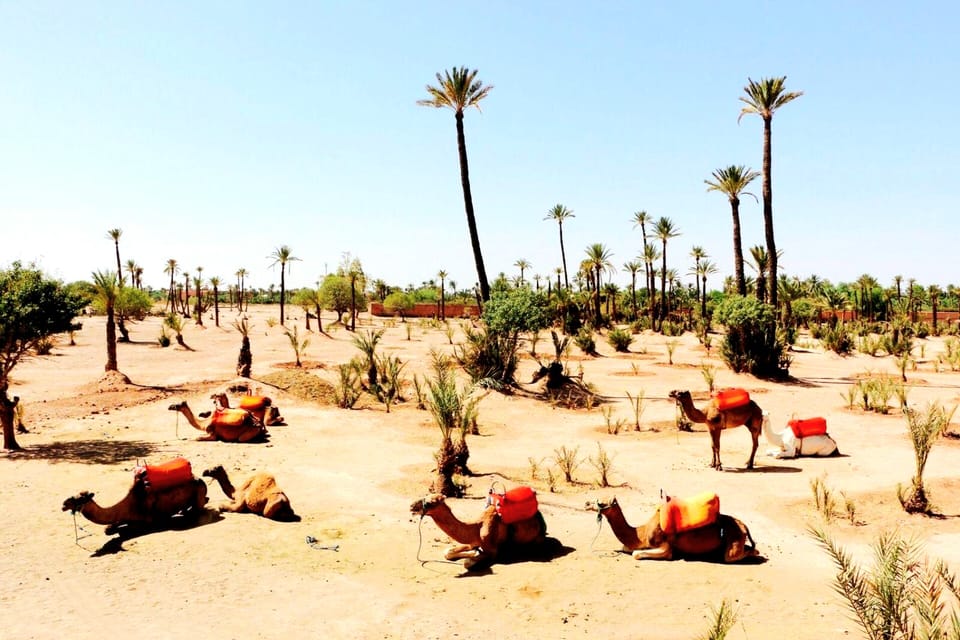 Atlas Mountains-desert-Camel ride &Waterfalls Day Trip | GetYourGuide