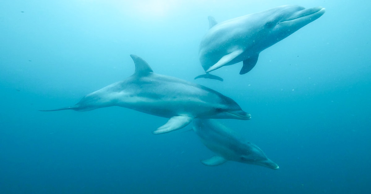 Queenscliff Harbour: 3.5hr Seal & Dolphin Snorkelling Tour | GetYourGuide