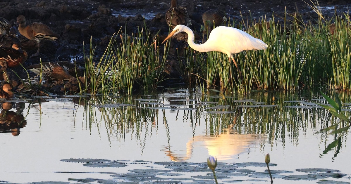 LookAbout Darwin Wetlands Wildlife Premium Tour Max. 6 gasten ...