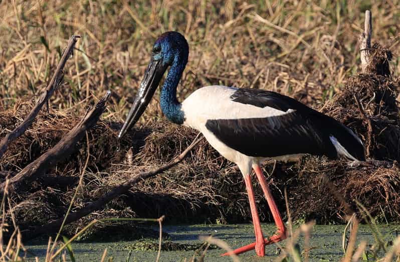 Darwin: Fogg Dam Wetlands Sunset & Humpty Doo Hotel Tour | GetYourGuide