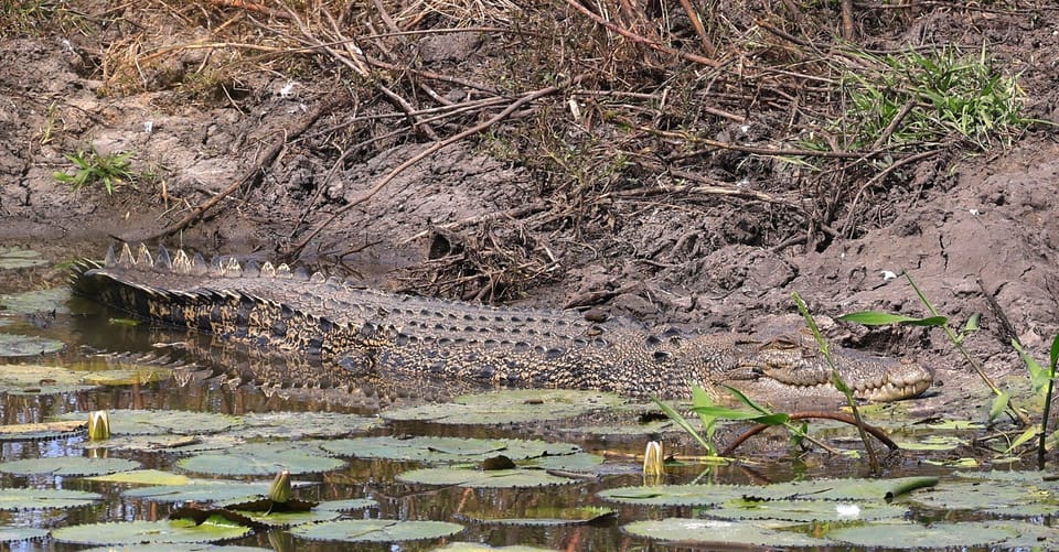 Darwin: Fogg Dam Wetlands Sunset & Humpty Doo Hotel Tour | GetYourGuide