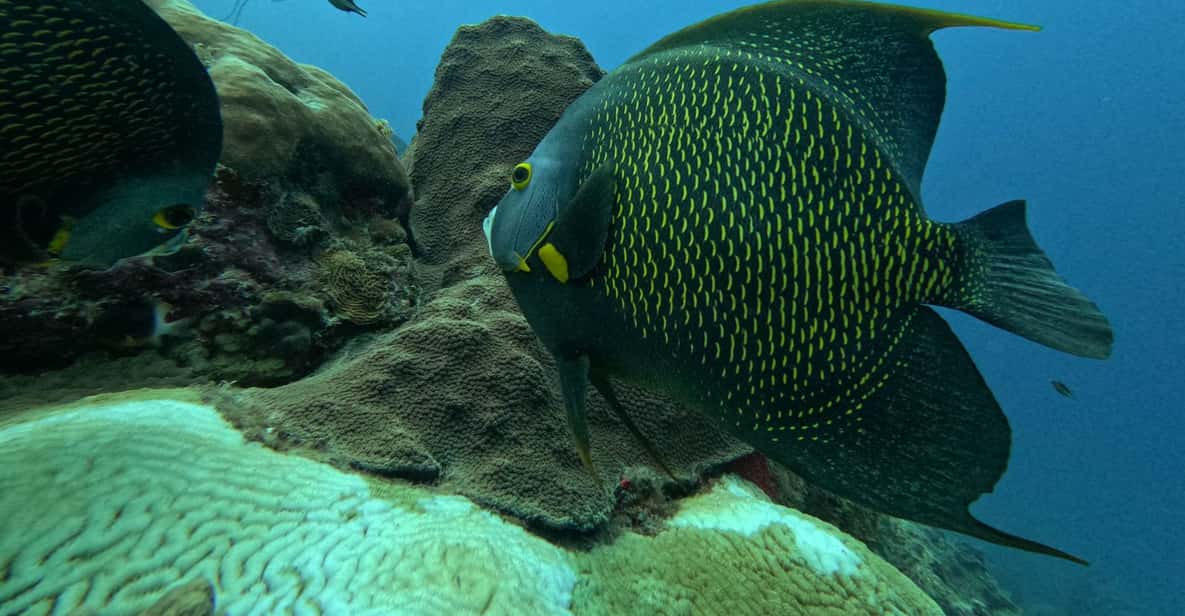 Seascooter Snorkeling Tour Mangel Halto Beach | GetYourGuide