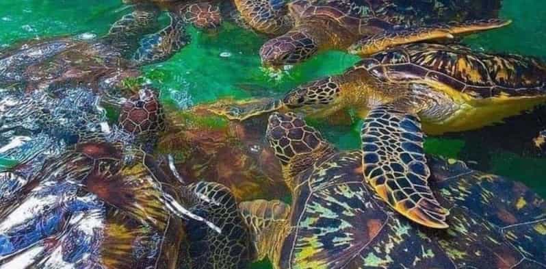 Zanzibar; Caverna Salaam nadando com tartarugas marinhas | GetYourGuide