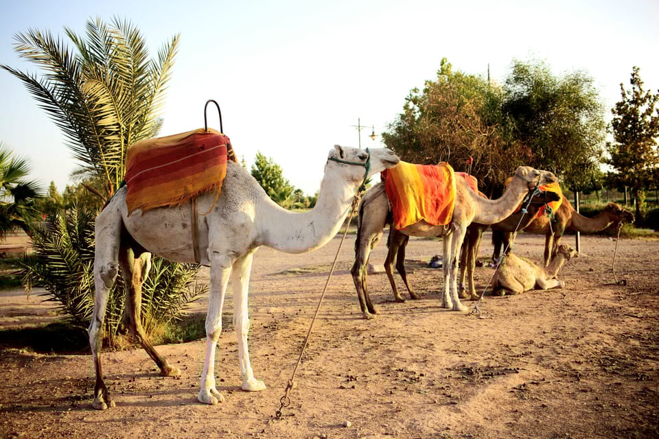 Atlas Mountains-desert-Camel ride &Waterfalls Day Trip | GetYourGuide