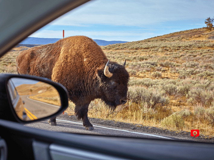 Yellowstone National Park: Self-Guided Scenic Drive Tour | GetYourGuide
