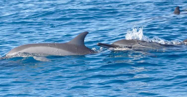Private Dolphin Watching/Swimming with Halal Lunch on Island | GetYourGuide