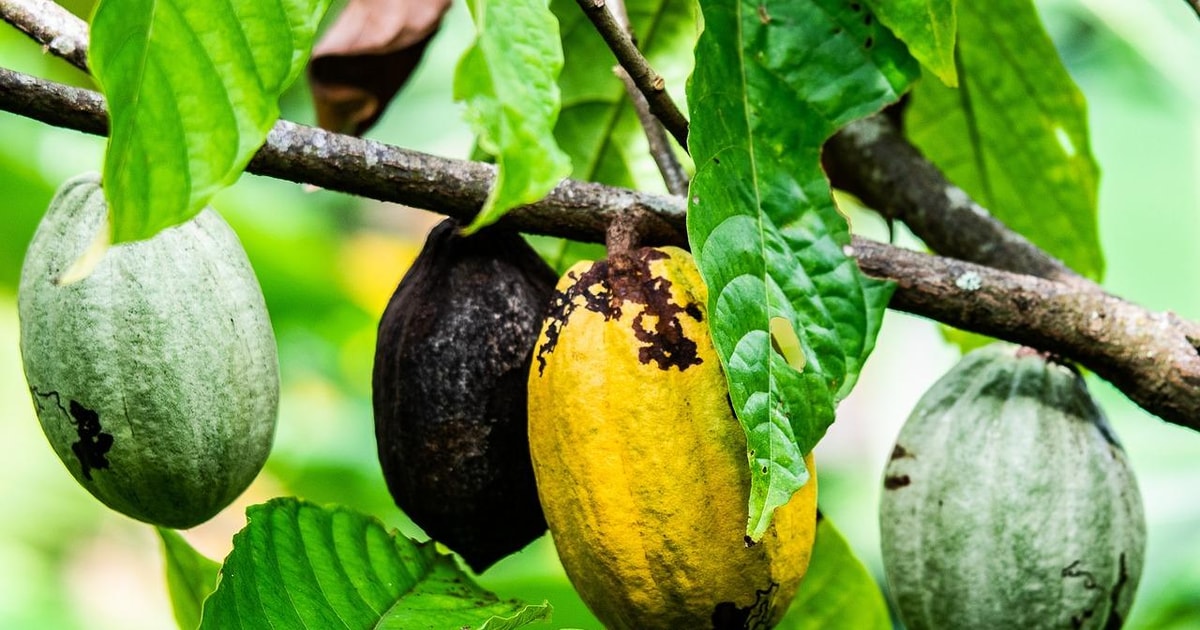 Visita el Jardín de Aburi, la Granja de Cacao de Tetteh Quarshie y la ...