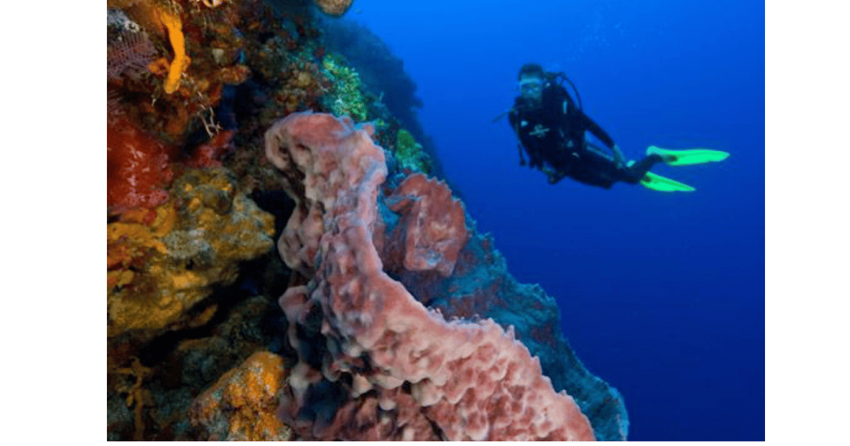 Mesmerizing Wall Dive, Costa Maya, Mahahual | GetYourGuide