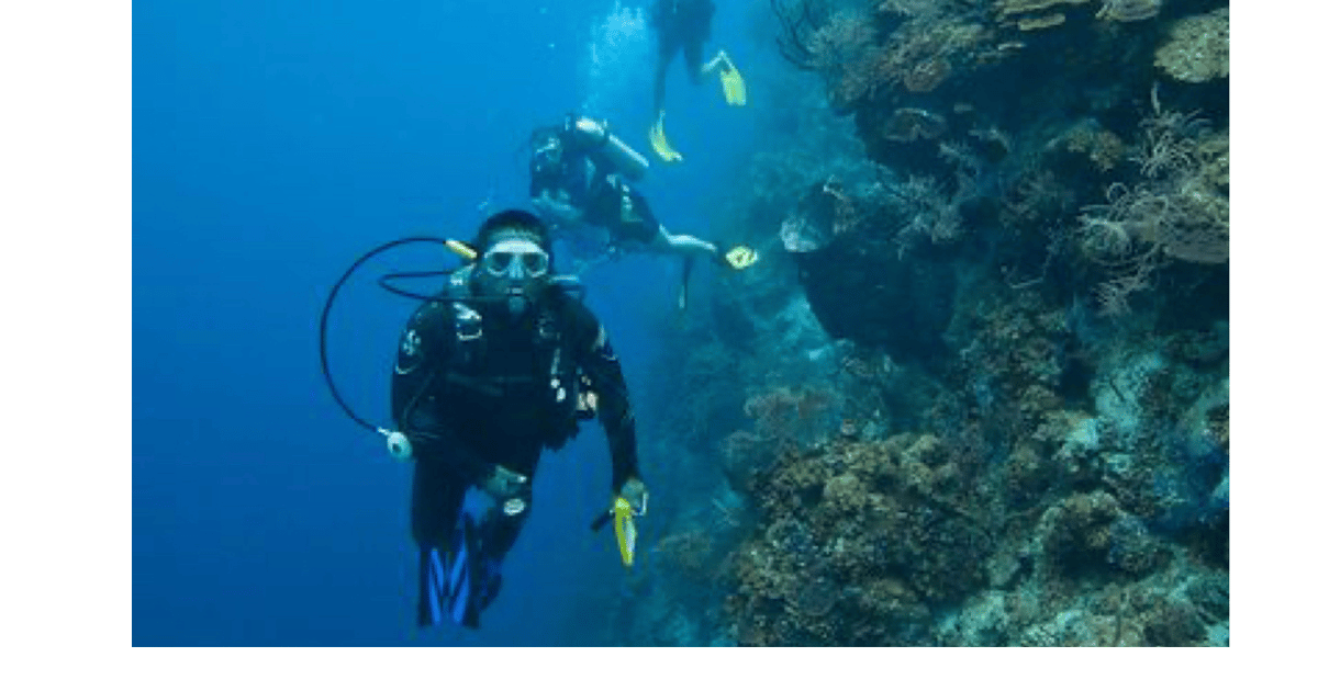 Mesmerizing Wall Dive, Costa Maya, Mahahual. | GetYourGuide
