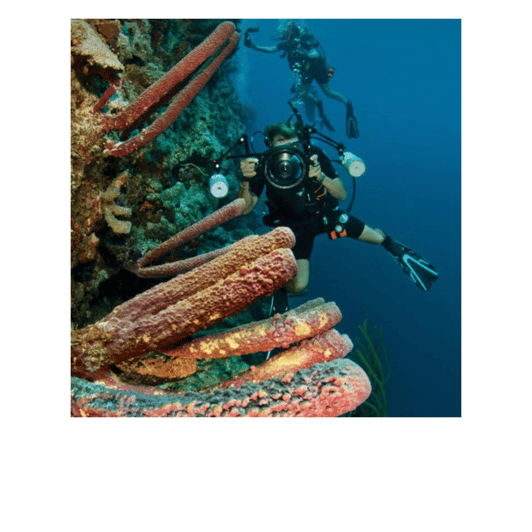 Mesmerizing Wall Dive, Costa Maya, Mahahual. | GetYourGuide