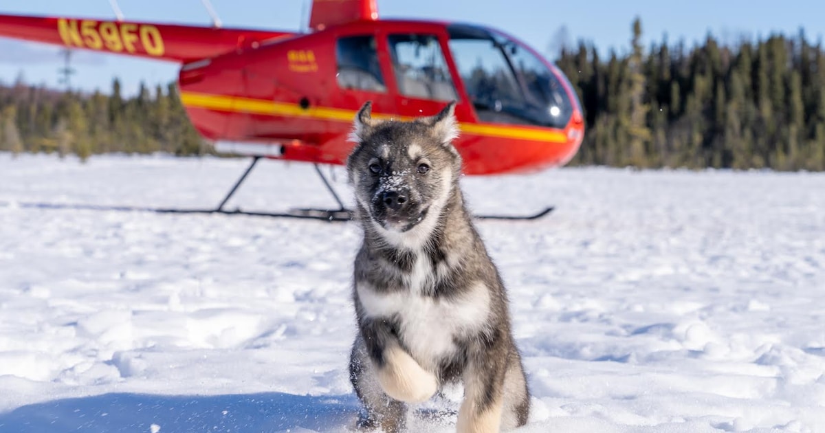 Palmer: "Dogs and Glaciers" Sledding and Helicopter Tour | GetYourGuide