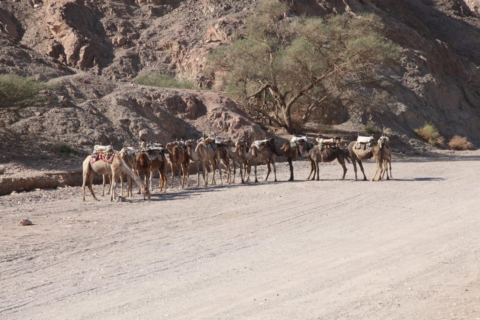 Camel Ranch Eilat | GetYourGuide