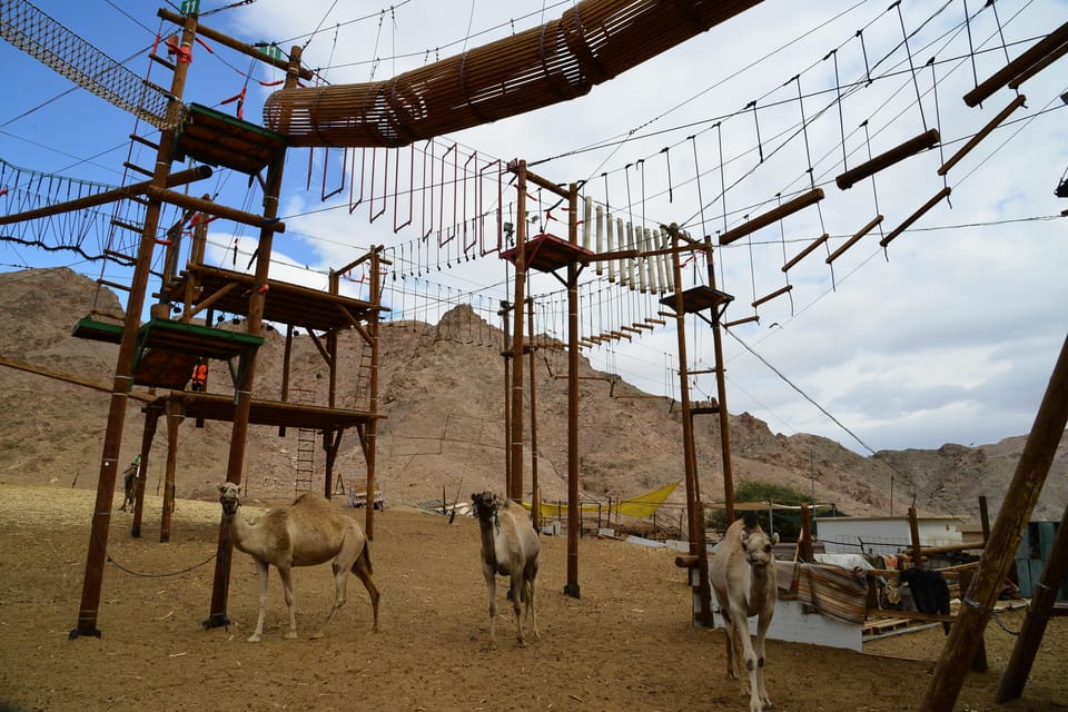 Camel Ranch Eilat | GetYourGuide