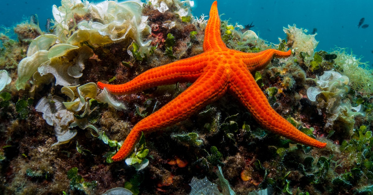 La Maddalena Archipelago: PADI Open Water Diver @Scuba Point | GetYourGuide