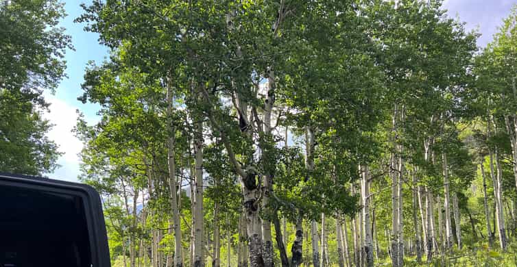 Estes Park: Rocky Mountain National Park Glass-Top Bus Tour | GetYourGuide