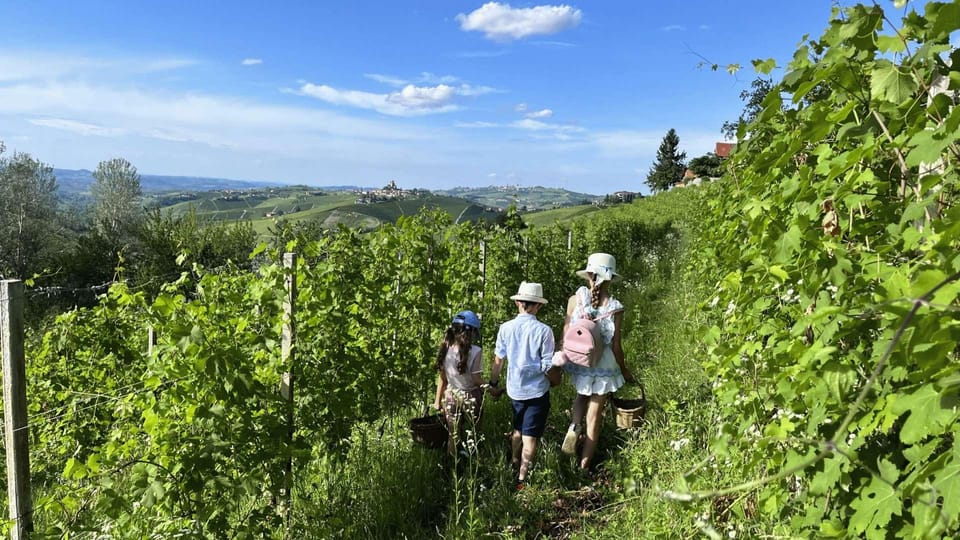 Monforte d'Alba: Winery Tour with Aperitif &Tasting | GetYourGuide