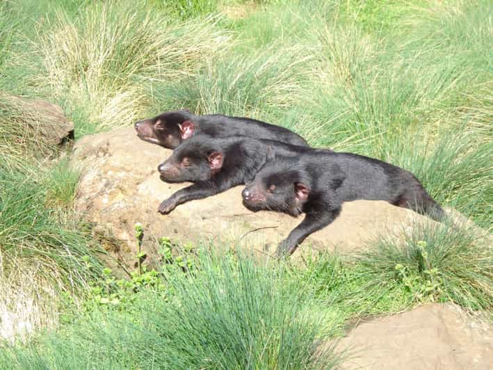 Devils at Cradle: Day Keeper Tour and Entry to Wildlife Park | GetYourGuide