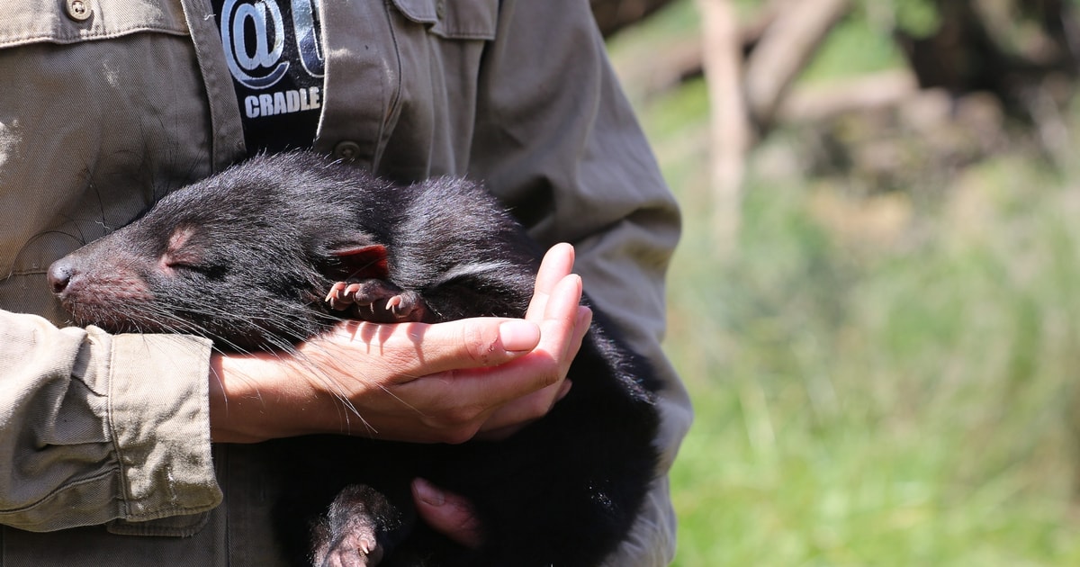 Devils at Cradle: Day Keeper Tour and Entry to Wildlife Park | GetYourGuide