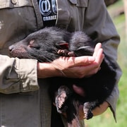 Devils at Cradle: Day Keeper Tour and Entry to Wildlife Park | GetYourGuide