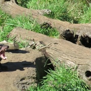 Devils at Cradle: Day Keeper Tour and Entry to Wildlife Park | GetYourGuide