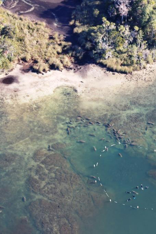 River Cruise with Manatee Viewing | GetYourGuide