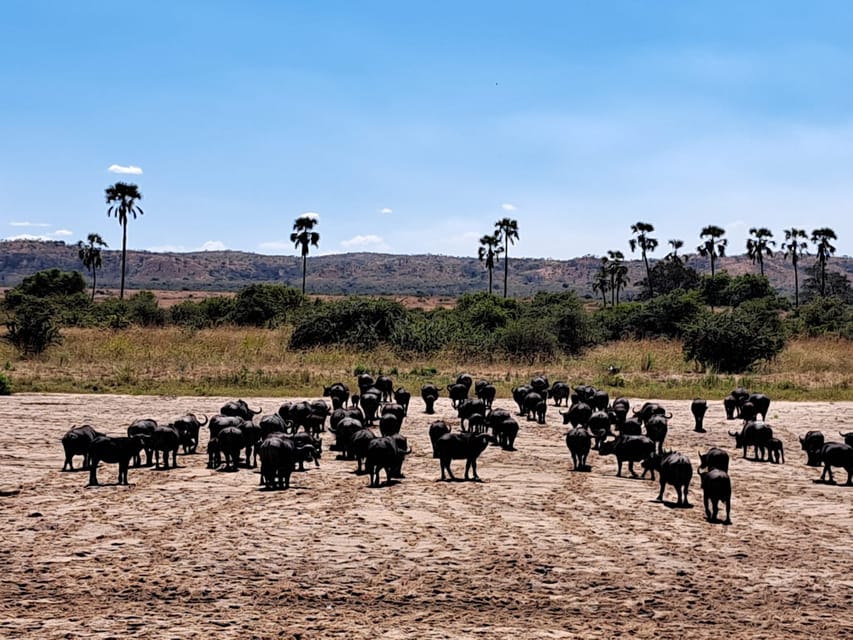 2 day Safari - Lake Manyara & Ngorongoro Crater | GetYourGuide