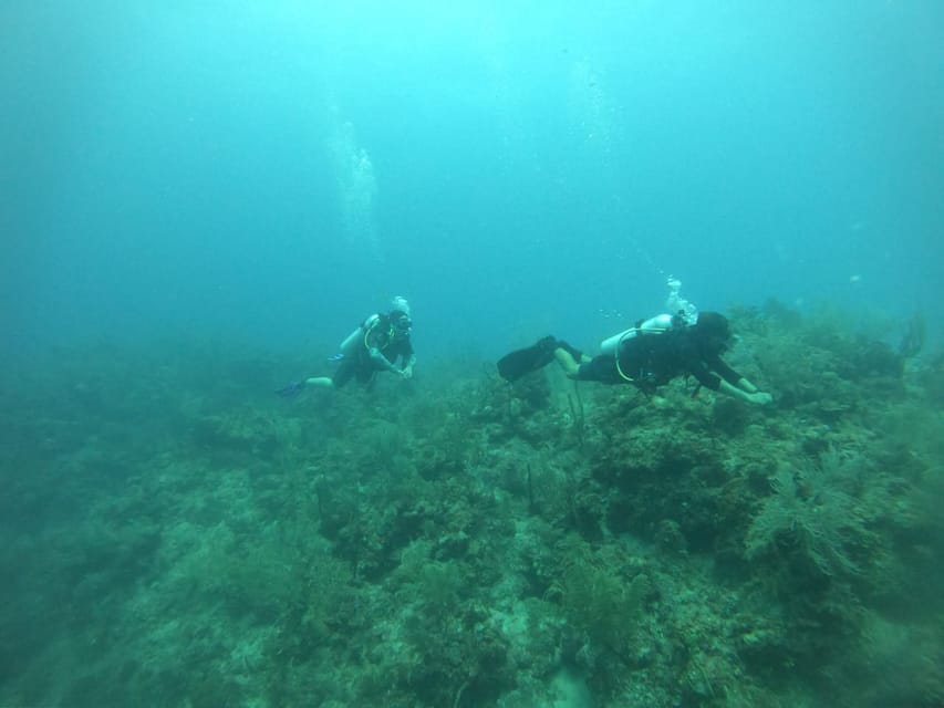 Una Aventura Acuática - ¡Bucea con Tortugas Majestuosas!" | GetYourGuide