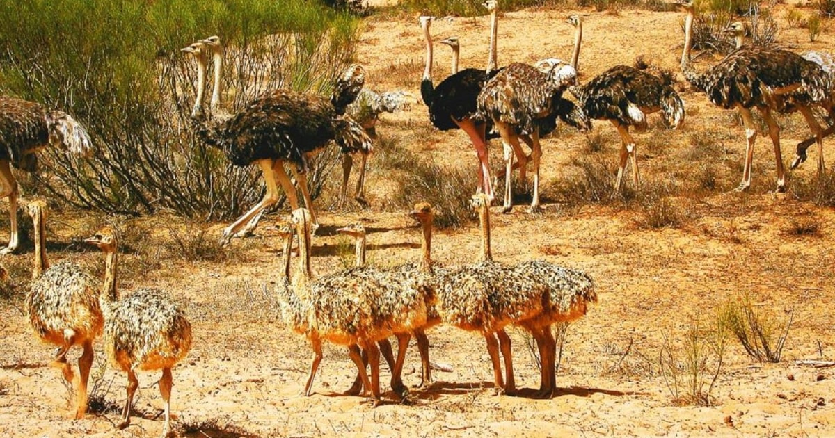 Vanuit Agadir: Tour door het nationale park Souss-Massa met lunch ...