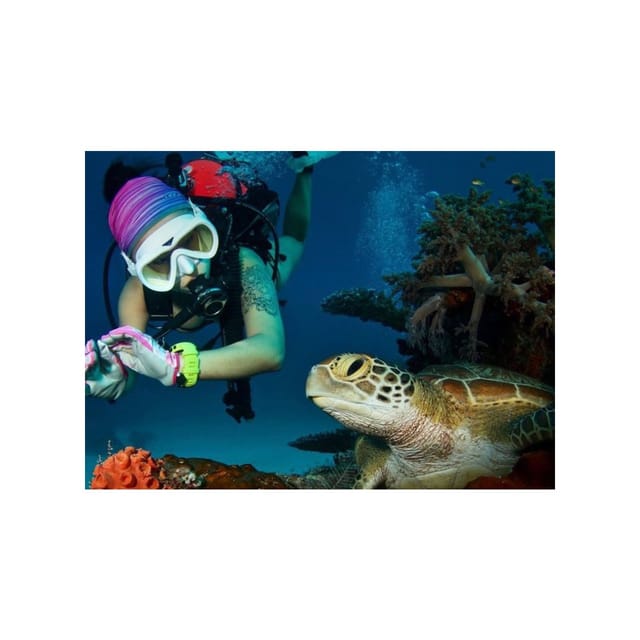 An Aquatic Adventure - Diving with Majestic Turtles!" | GetYourGuide