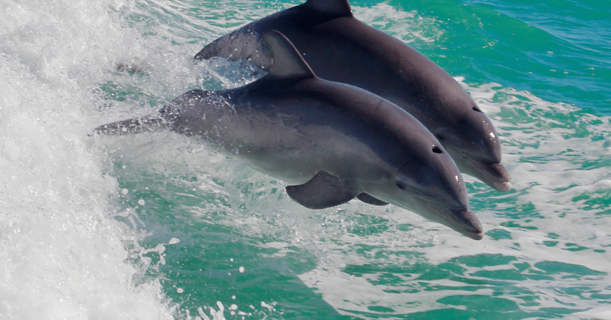 Lisbon: Dolphin Watching Boat Trip with Swim Stop and Drinks | GetYourGuide