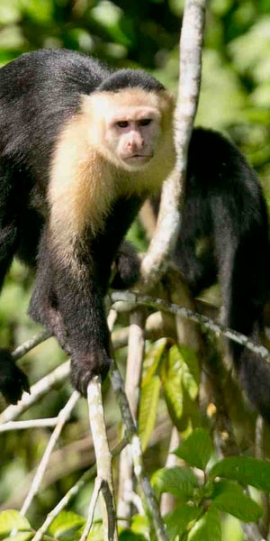 Panama: Monkey Island, Sloth Sanctuary and Panama Canal Tour | GetYourGuide