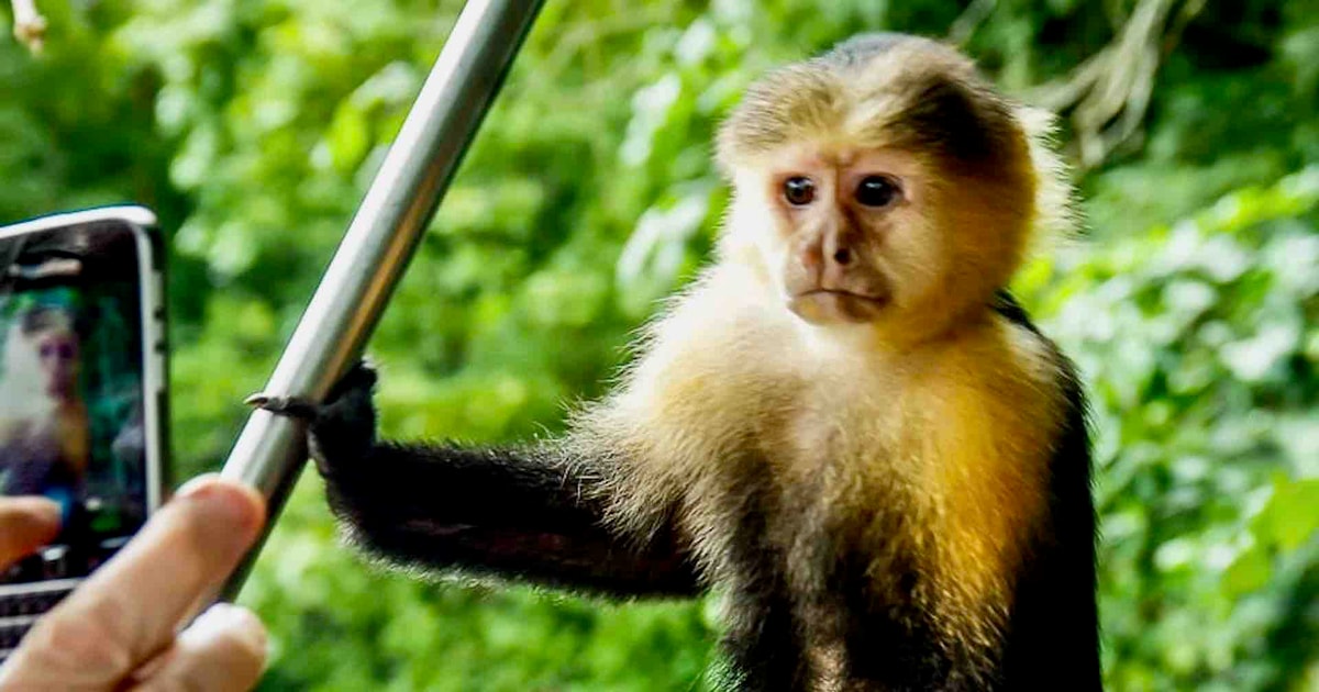 Gatun Boat Tour, Sloth Sanctuary, Wildlife Exhibits + Buffet | GetYourGuide