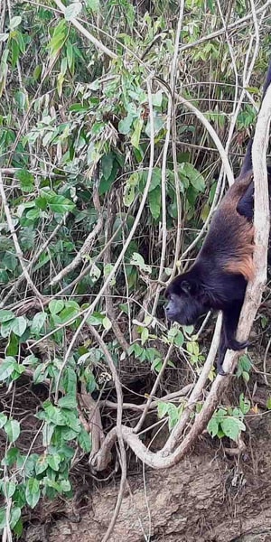 Panama: Monkey Island, Sloth Sanctuary and Panama Canal Tour | GetYourGuide