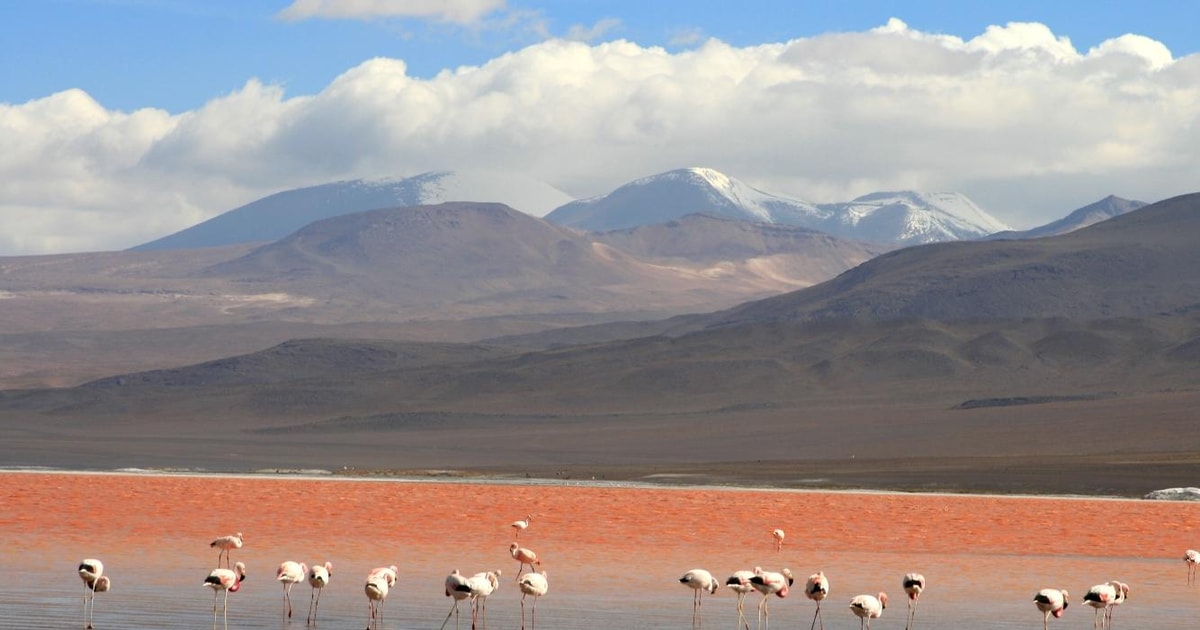 Uyuni: Uyuni Salt Flats and Red Lagoon 3-Day Tour | GetYourGuide