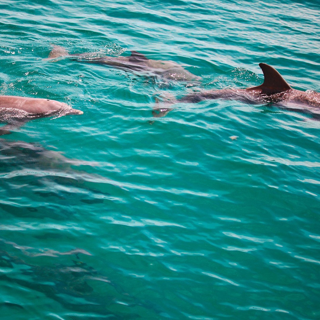 Emerald Coast: Afternoon Snorkel & Dolphin Tour | GetYourGuide