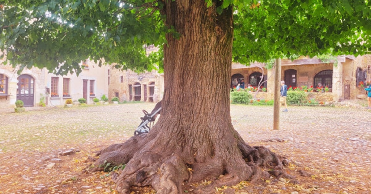 Show : Ode to life by the bicentenary lime tree of Pérouges | GetYourGuide