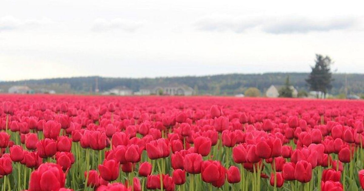 From Seattle:Tulip Festival at Skagit Valley and La Conner | GetYourGuide