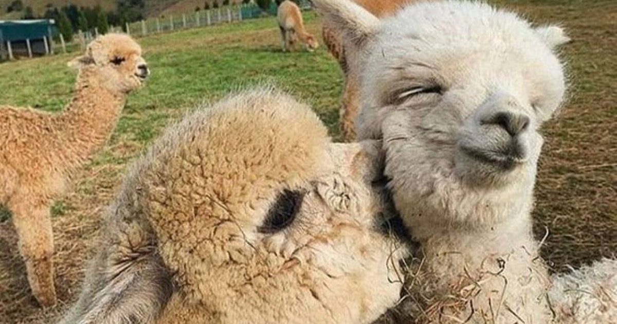 Schamakhi Alpaka Tour | GetYourGuide